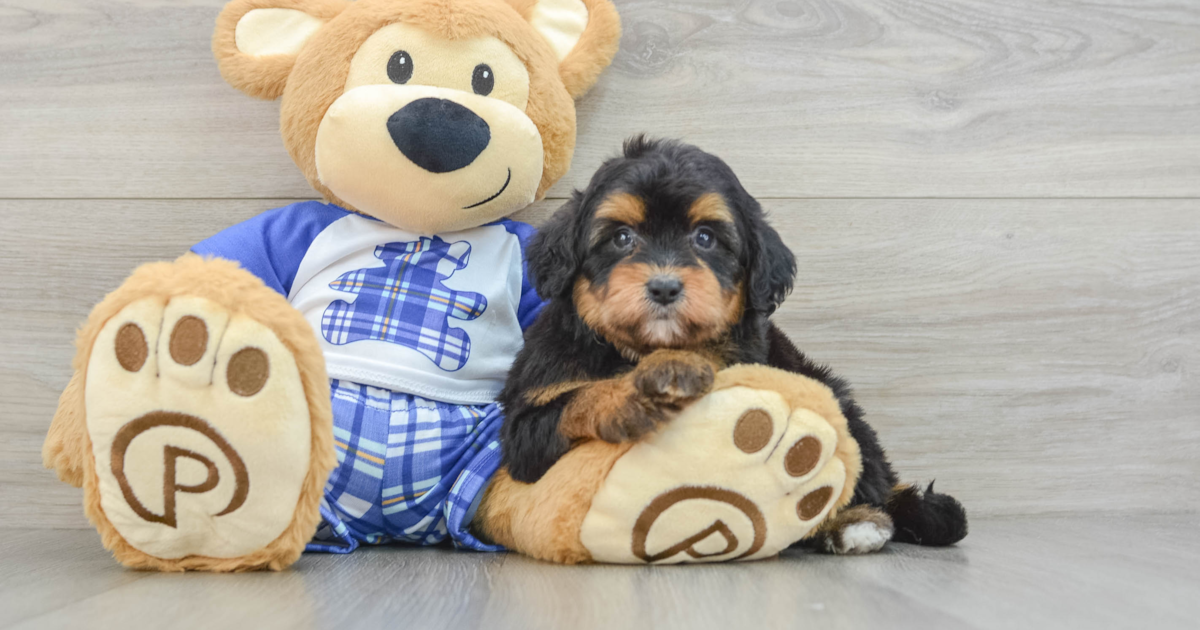 Smart Mini Aussiedoodle Bali: 3lb 11oz Doodle Puppy