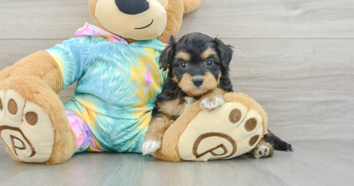 Smart Mini Aussiedoodle Bali: 2lb 12oz Doodle Puppy