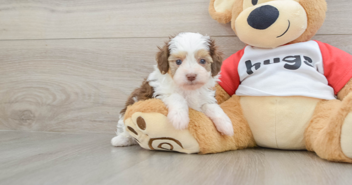 Playful Mini Aussiedoodle Bali: 2lb 10oz Doodle Puppy