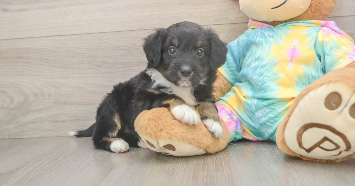 Petite Mini Aussiedoodle Bali: 6lb 5oz Doodle Puppy