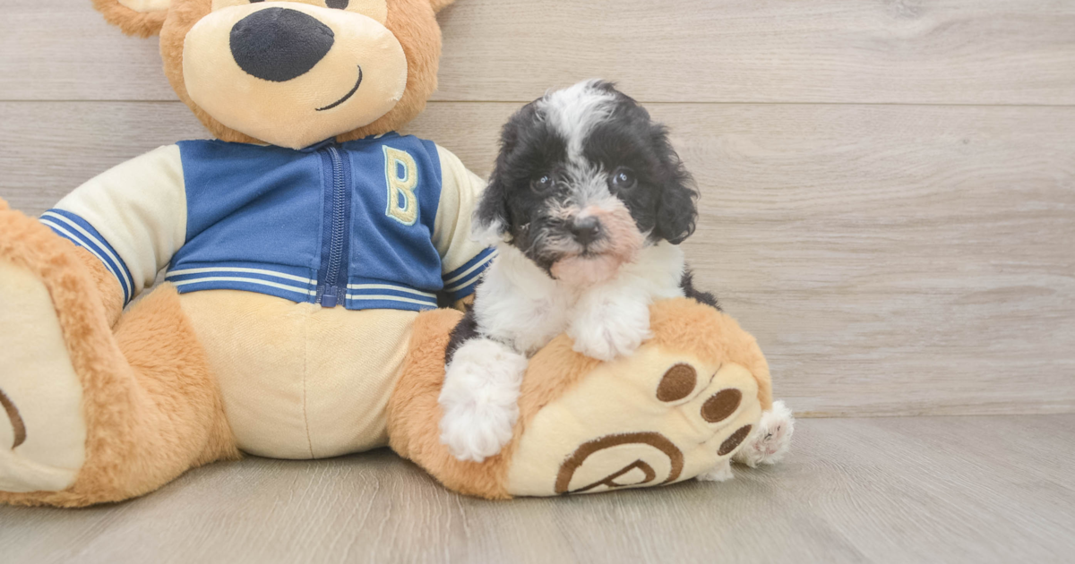 Fluffy Mini Aussiedoodle Bali: 2lb 14oz Doodle Puppy