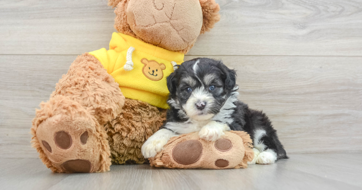 Playful Mini Aussiedoodle Bandit: 3lb 12oz Doodle Puppy