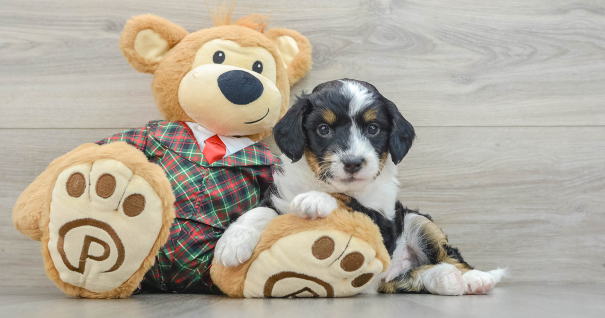 Petite Mini Aussiedoodle Bandit: 8lb 10oz Doodle Puppy