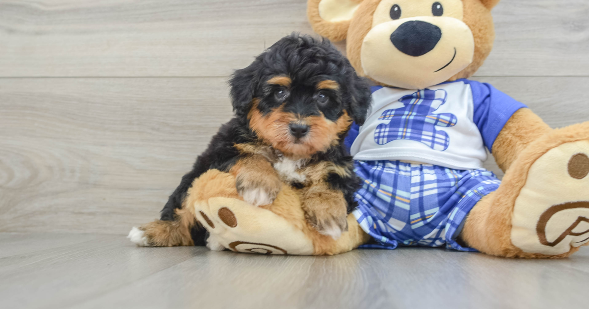 Sweet Mini Aussiedoodle Bandit: 4lb 13oz Doodle Puppy