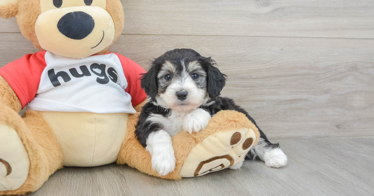 Popular Mini Aussiedoodle Bandit: 4lb 6oz Doodle Puppy