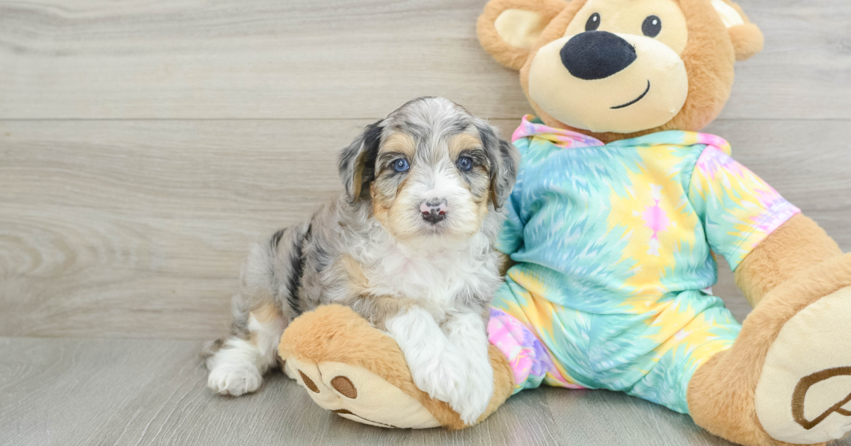 Hypoallergenic Mini Aussiedoodle Braden: 8lb 2oz Doodle Puppy