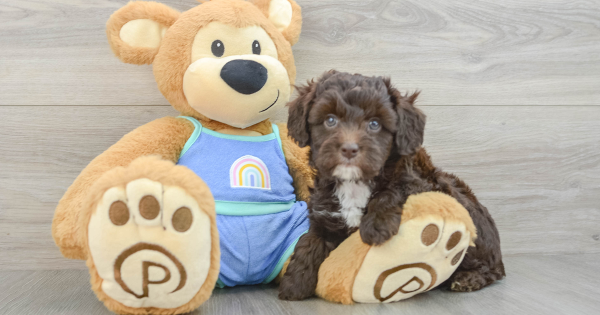 Little Mini Aussiedoodle Braden: 5lb 12oz Doodle Puppy