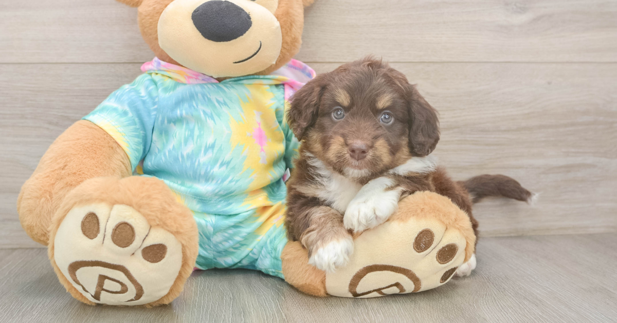 Hypoallergenic Mini Aussiedoodle Braden: 5lb 8oz Doodle Puppy
