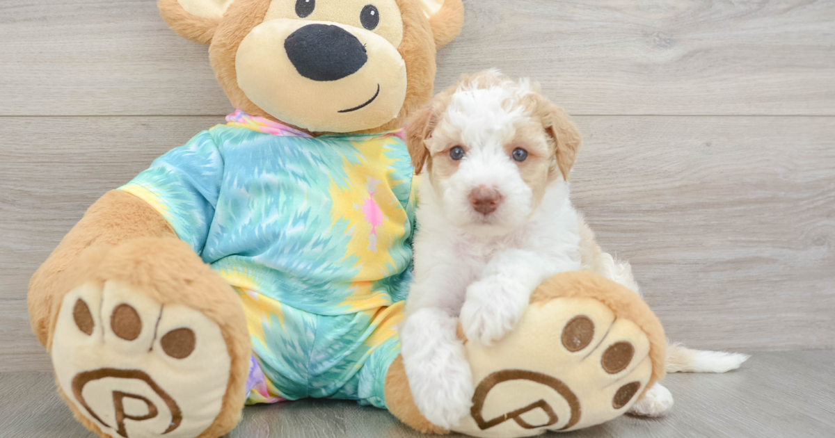 Little Mini Aussiedoodle Charisma: 4lb 14oz Doodle Puppy