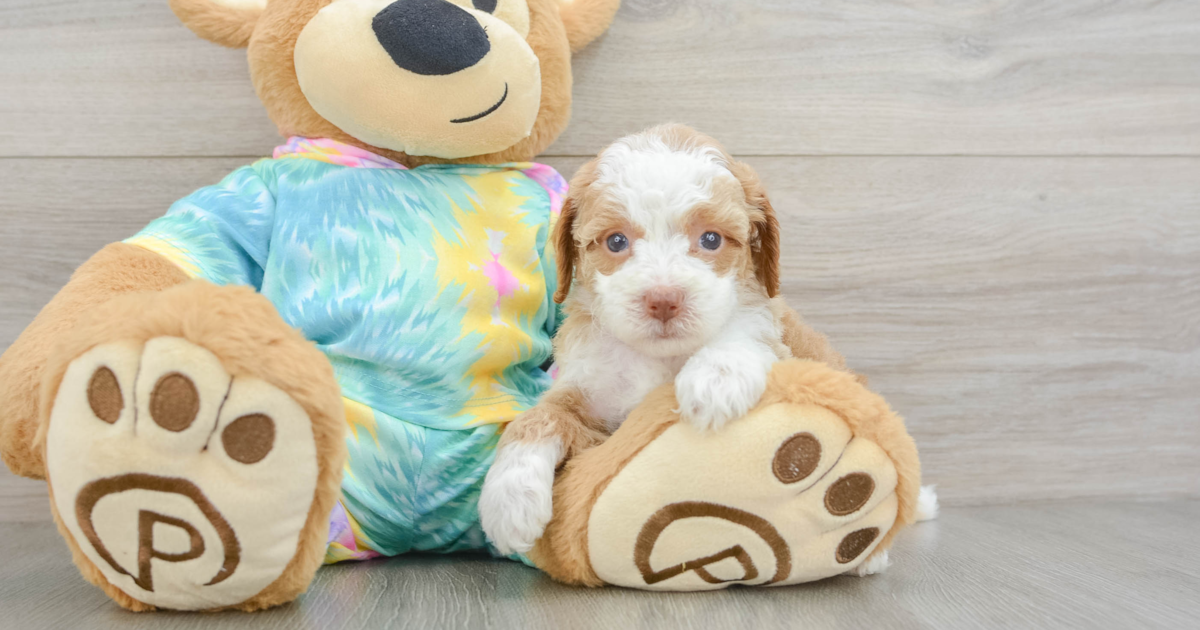 Smart Mini Aussiedoodle Coachella: 3lb 15oz Doodle Puppy