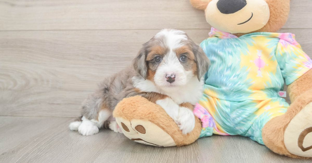 Fluffy Mini Aussiedoodle Coachella: 6lb 4oz Doodle Puppy