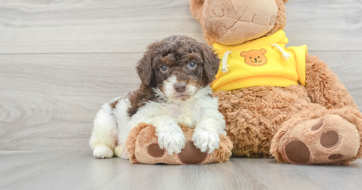 Sweet Mini Aussiedoodle Craze: 7lb 15oz Doodle Puppy