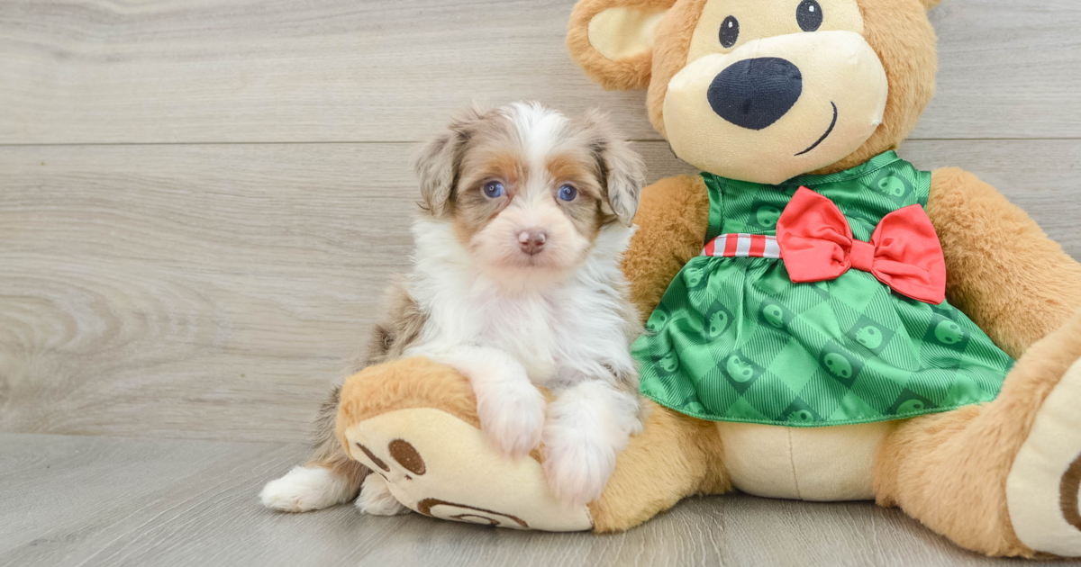 Cute Mini Aussiedoodle Craze: 3lb 1oz Doodle Puppy