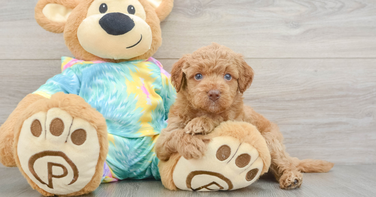 Energetic Mini Aussiedoodle Craze: 5lb 10oz Doodle Puppy