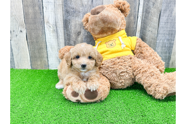 Smart Mini Aussiedoodle Cutie: 3lb 6oz Doodle Puppy
