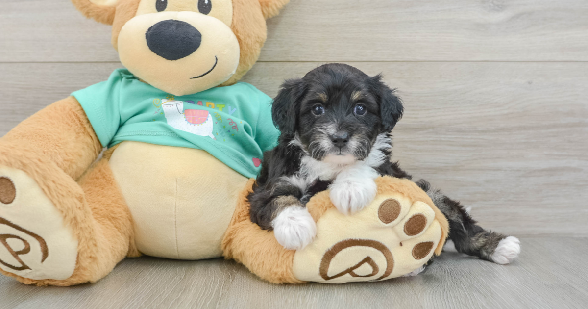 Playful Mini Aussiedoodle Daily: 3lb 14oz Doodle Puppy