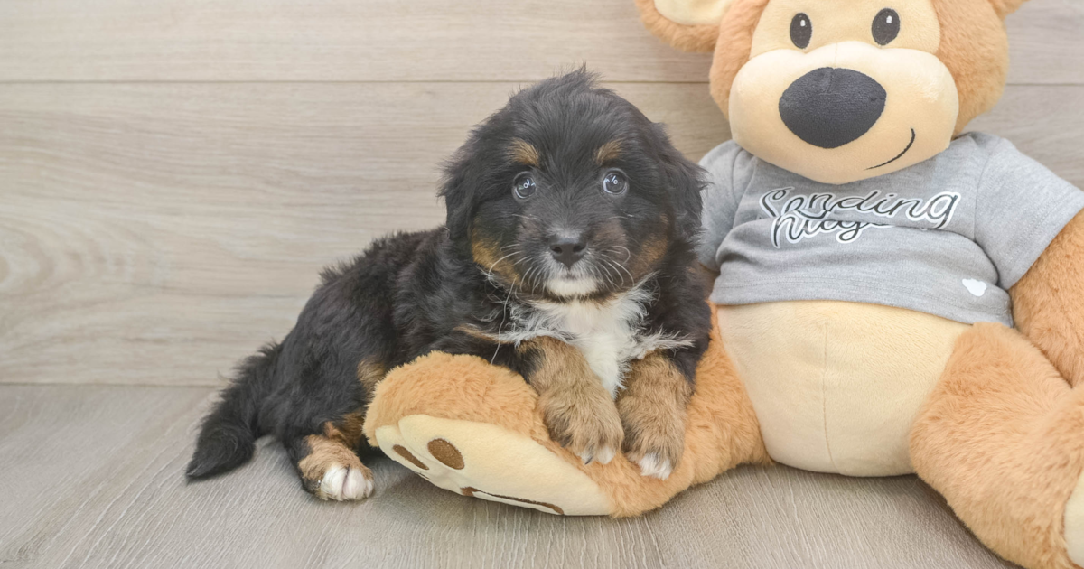 Small Mini Aussiedoodle Daily: 6lb 5oz Doodle Puppy