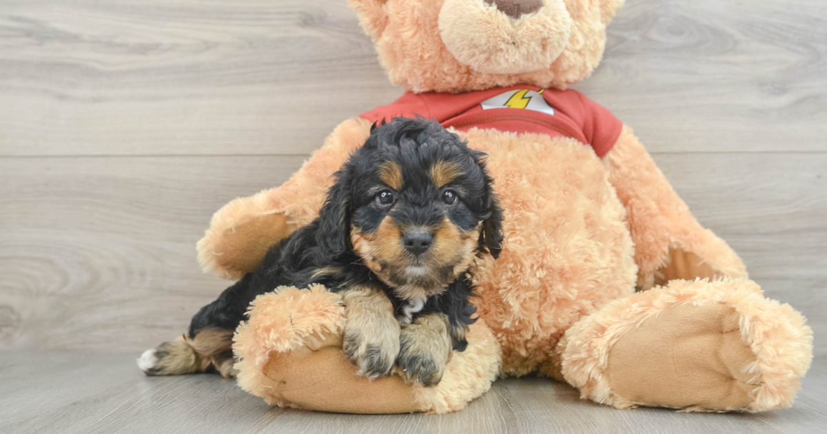 Little Mini Aussiedoodle Dapper: 6lb 15oz Doodle Puppy