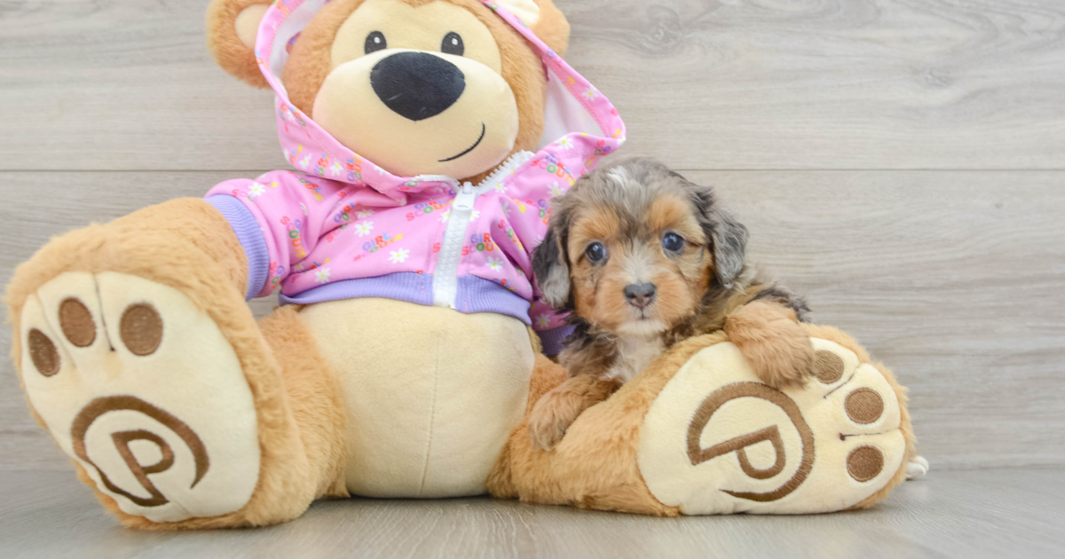 Fluffy Mini Aussiedoodle Dapper: 3lb 9oz Doodle Puppy