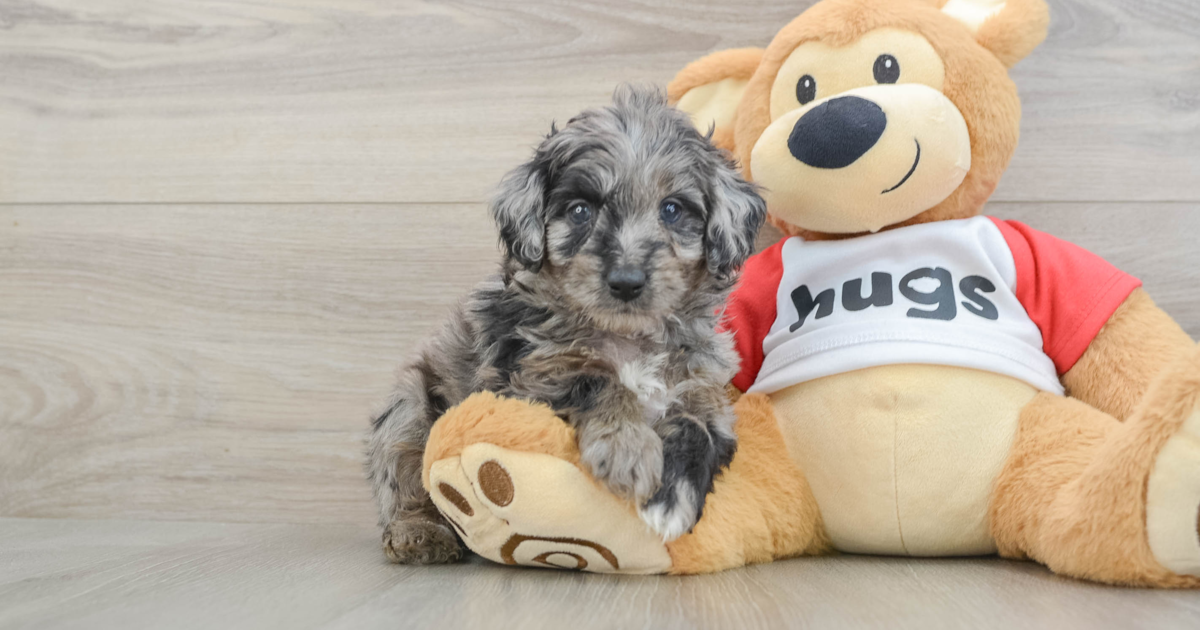 Sweet Mini Aussiedoodle Dapper: 5lb 6oz Doodle Puppy