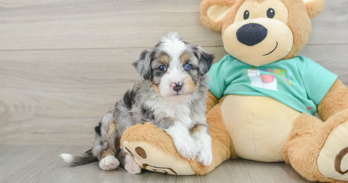 Playful Mini Aussiedoodle Dapper: 4lb 5oz Doodle Puppy