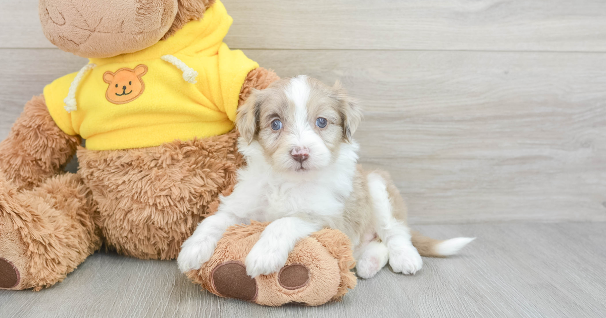 Sweet Mini Aussiedoodle Deedee: 3lb 5oz Doodle Puppy