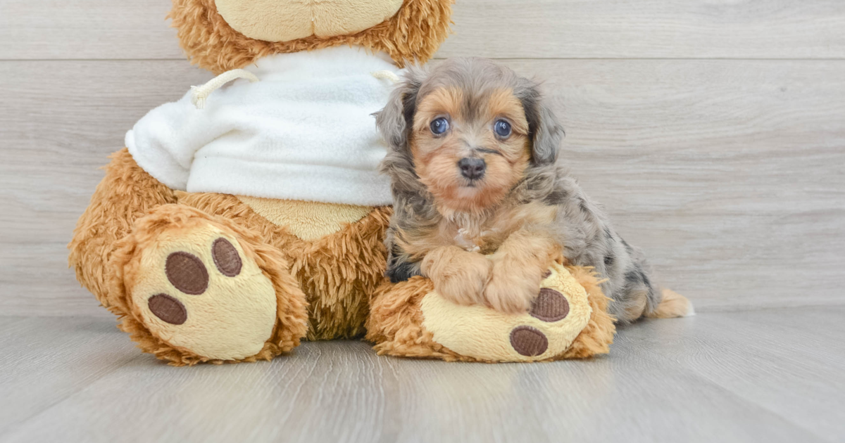 Smart Mini Aussiedoodle Deedee: 2lb 10oz Doodle Puppy