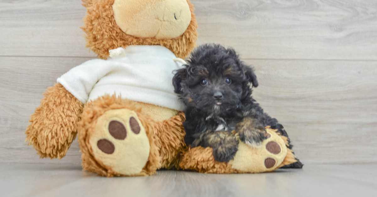 Sweet Mini Aussiedoodle Deedee: 1lb 12oz Doodle Puppy