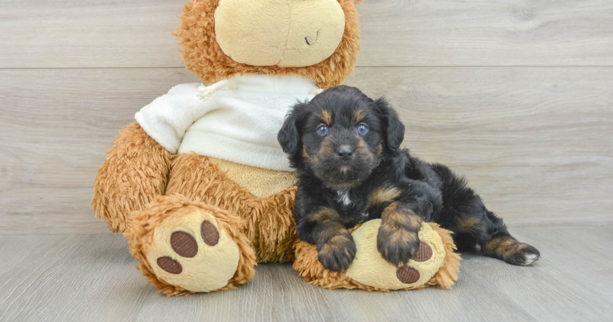 Hypoallergenic Mini Aussiedoodle Deedee: 3lb 9oz Doodle Puppy