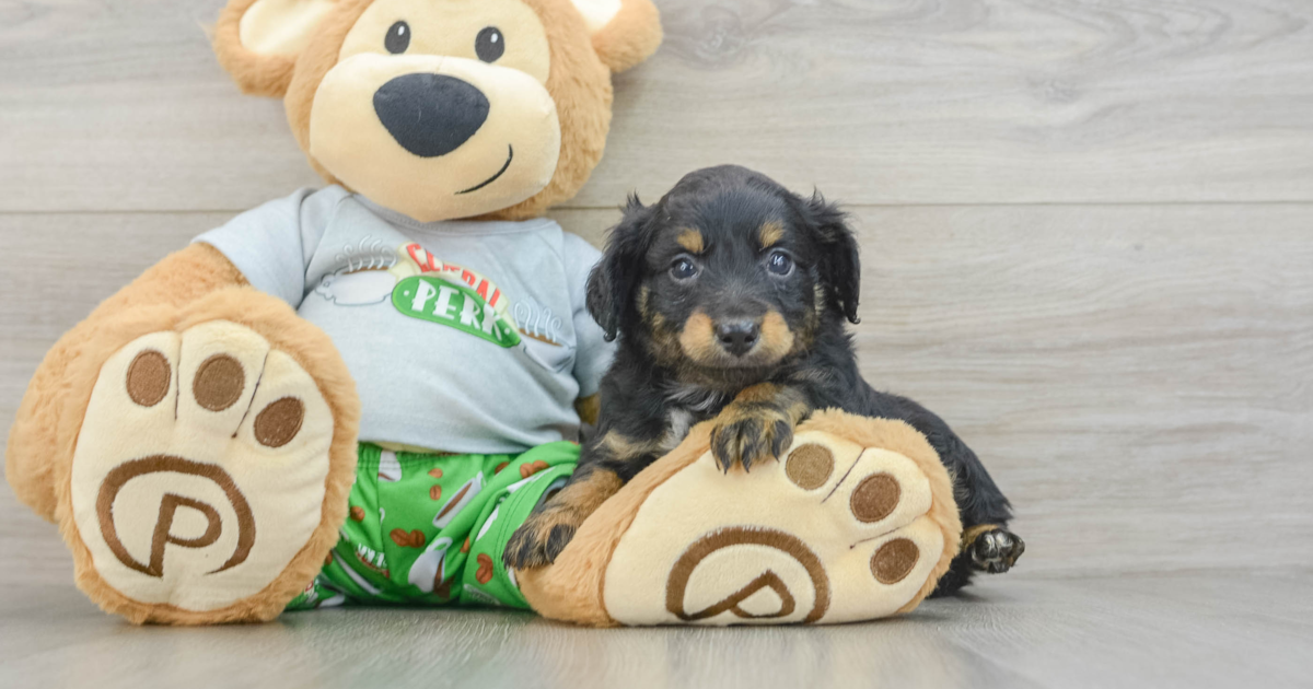Cute Mini Aussiedoodle Deedee: 3lb 13oz Doodle Puppy