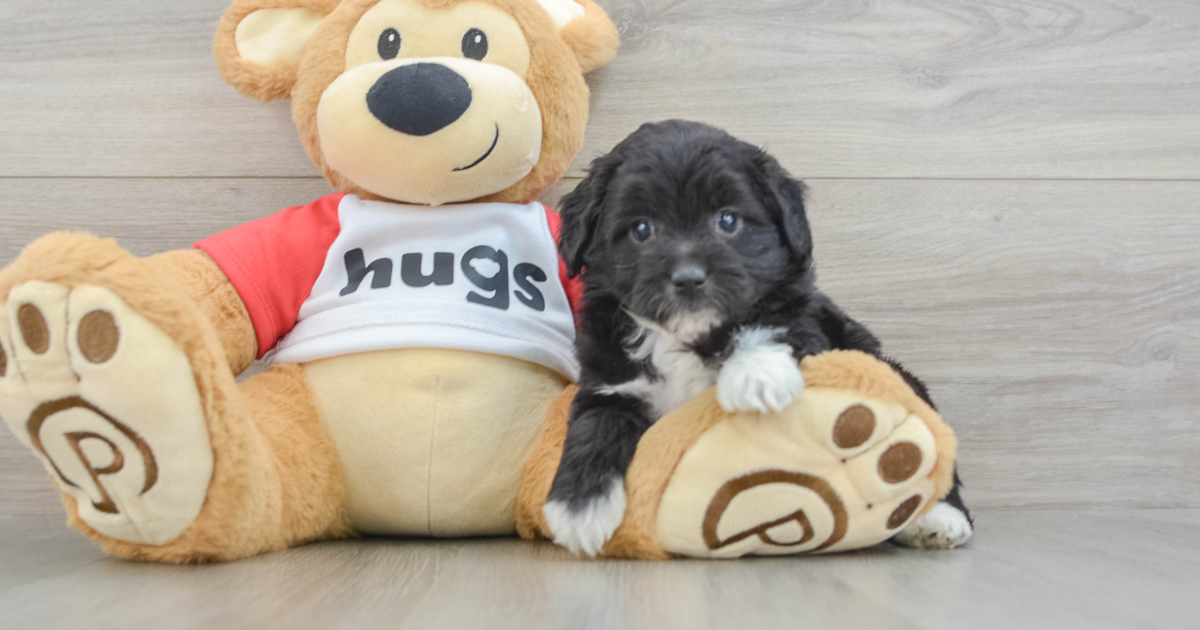 Smart Mini Aussiedoodle Deedee: 3lb 5oz Doodle Puppy