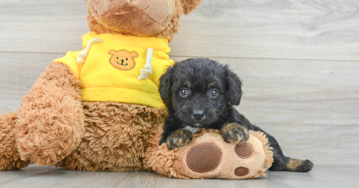 Adorable Mini Aussiedoodle Elon: 3lb 8oz Doodle Puppy