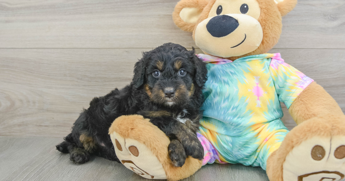 Friendly Mini Aussiedoodle Emory: 6lb 9oz Doodle Puppy