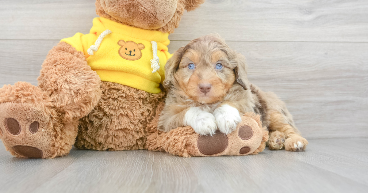 Adorable Mini Aussiedoodle Enzo: 7lb 3oz Doodle Puppy