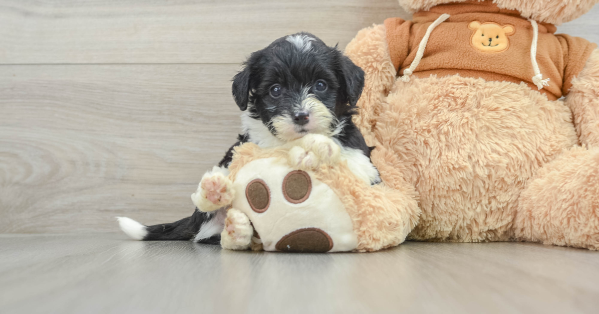 Small Mini Aussiedoodle Enzo: 4lb 12oz Doodle Puppy