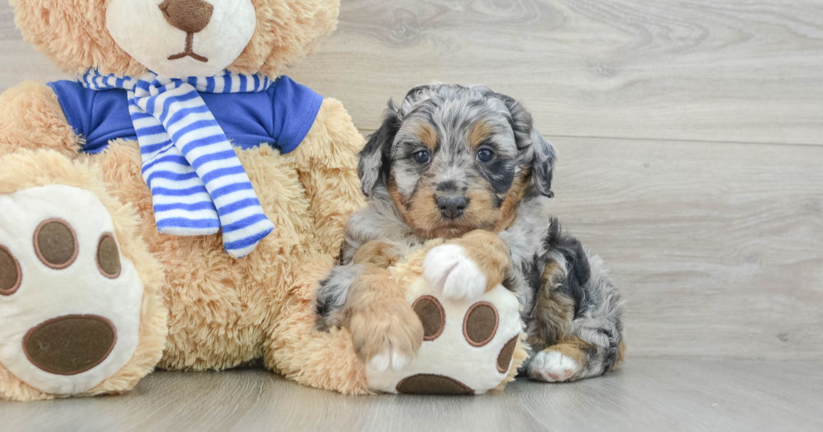 Energetic Mini Aussiedoodle Enzo: 9lb 5oz Doodle Puppy