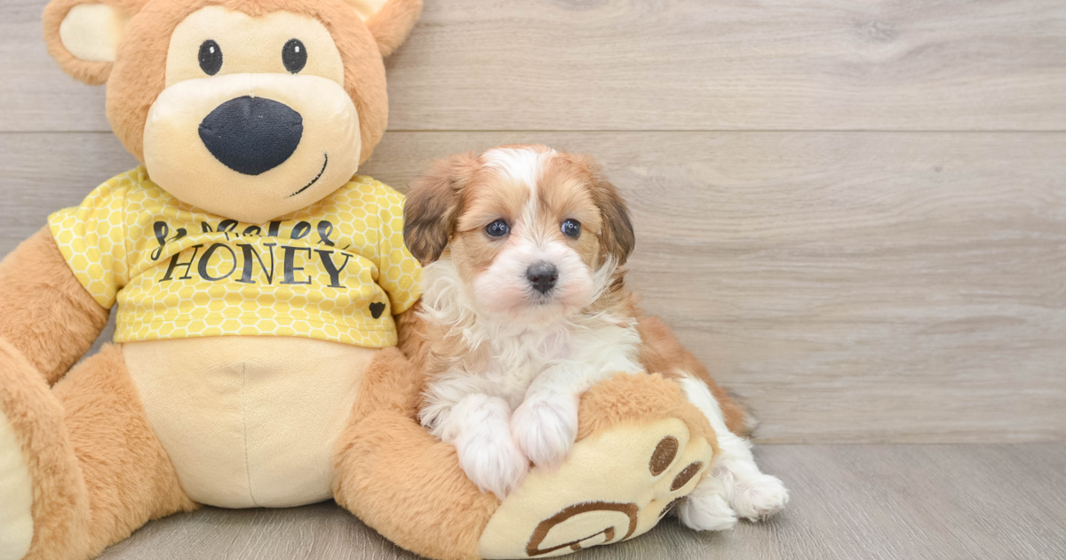 Cute Mini Aussiedoodle Fabi: 4lb 7oz Doodle Puppy
