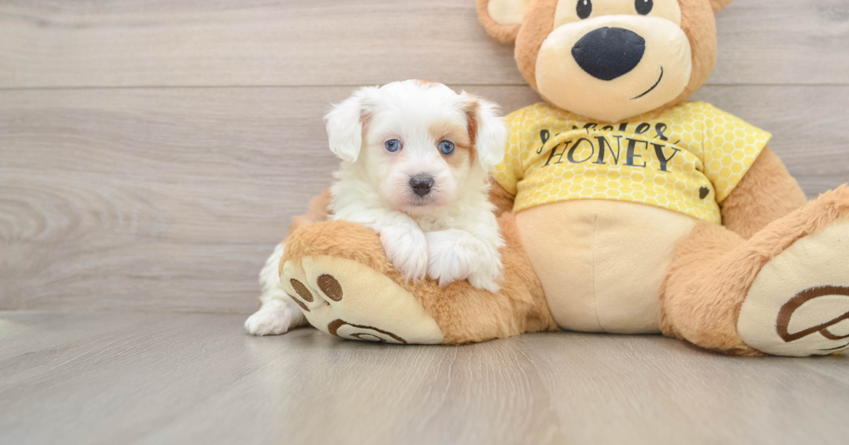 Friendly Mini Aussiedoodle Fig: 4lb 0oz Doodle Puppy
