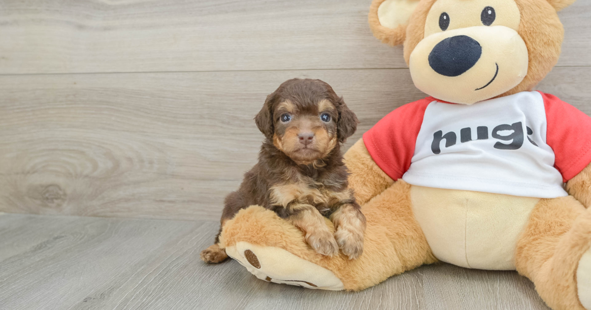 Petite Mini Aussiedoodle Finnick: 3lb 15oz Doodle Puppy