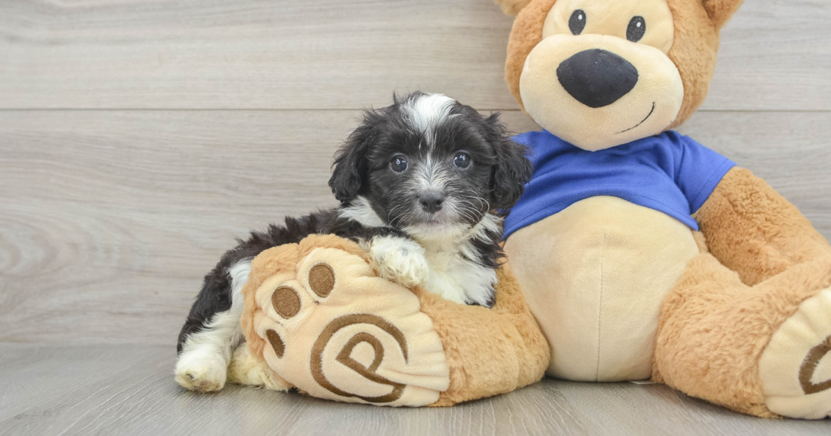 Sweet Mini Aussiedoodle Gambit: 5lb 3oz Doodle Puppy