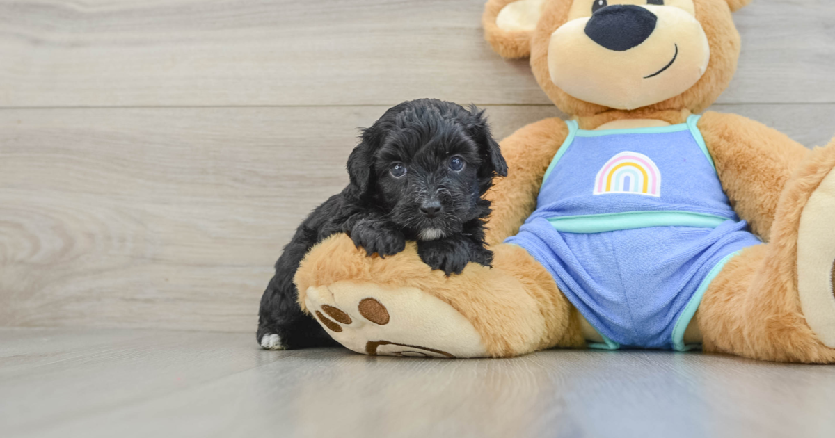Popular Mini Aussiedoodle Gambit: 3lb 6oz Doodle Puppy
