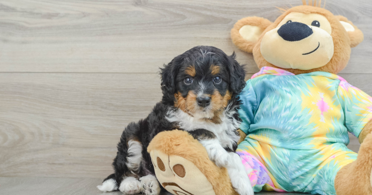 Funny Mini Aussiedoodle Gambit: 6lb 7oz Doodle Puppy