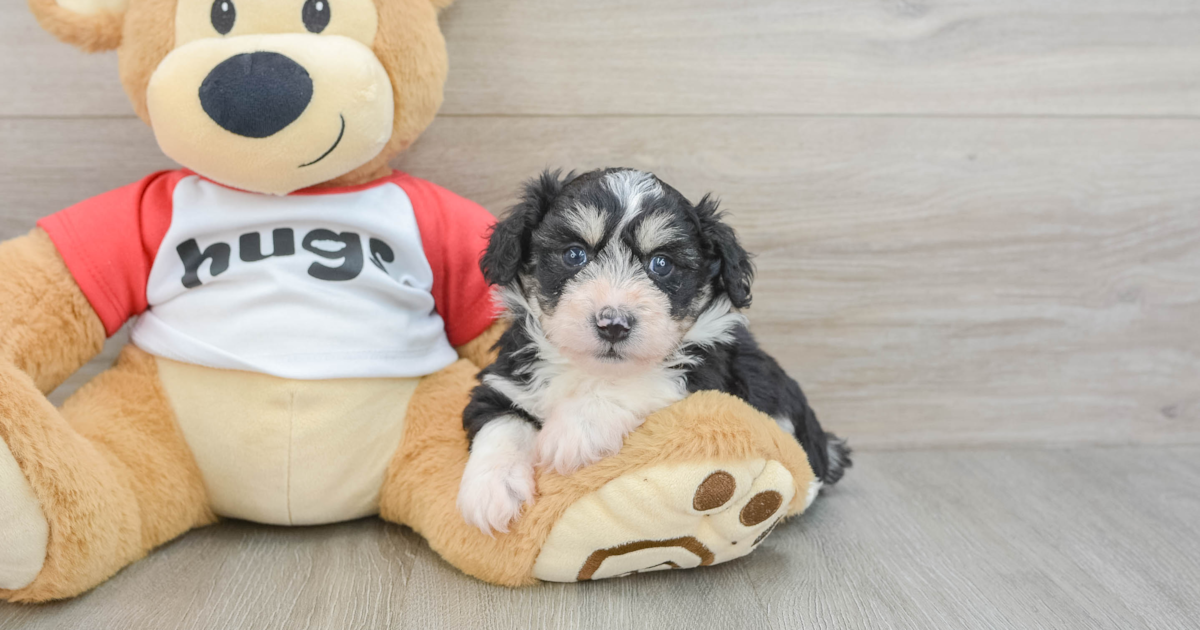 Small Mini Aussiedoodle Gambit: 3lb 6oz Doodle Puppy