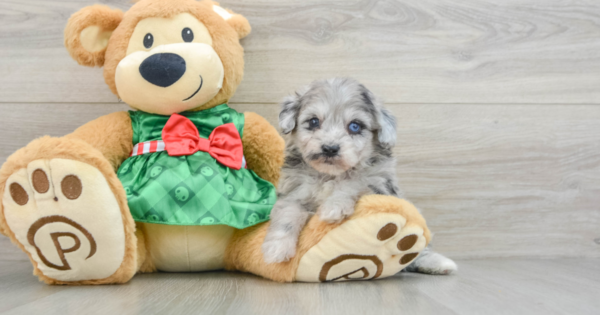 Cute Mini Aussiedoodle Grayson: 3lb 14oz Doodle Puppy
