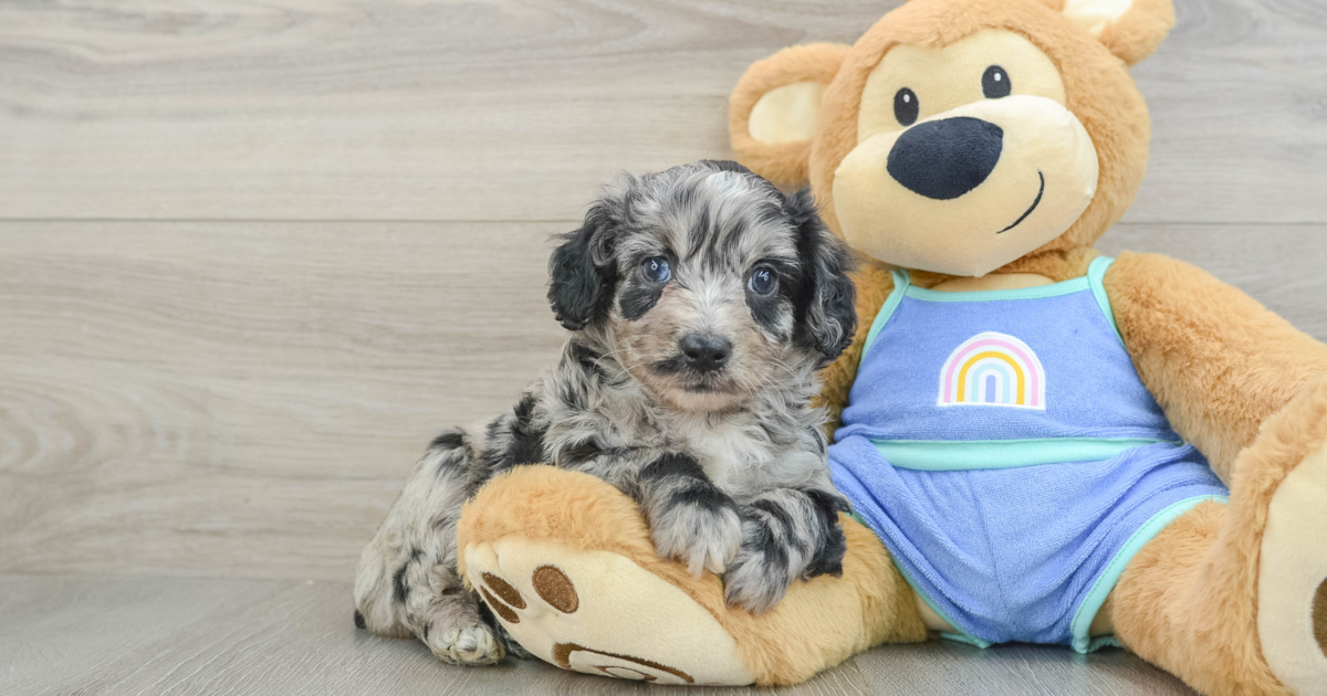 Fluffy Mini Aussiedoodle Grayson: 5lb 12oz Doodle Puppy