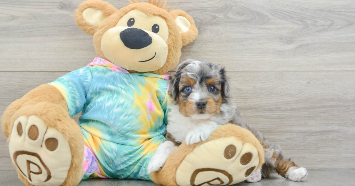 Sweet Mini Aussiedoodle Grayson: 3lb 14oz Doodle Puppy