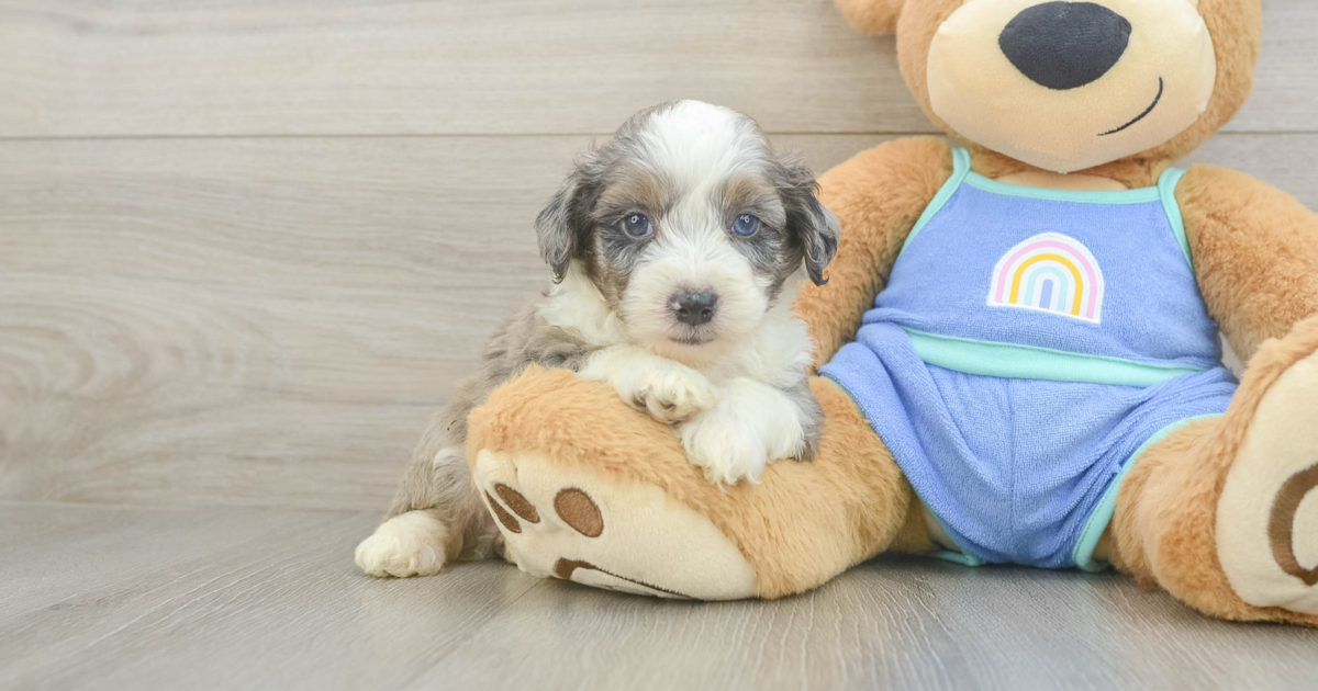 Adorable Mini Aussiedoodle Grayson: 4lb 8oz Doodle Puppy