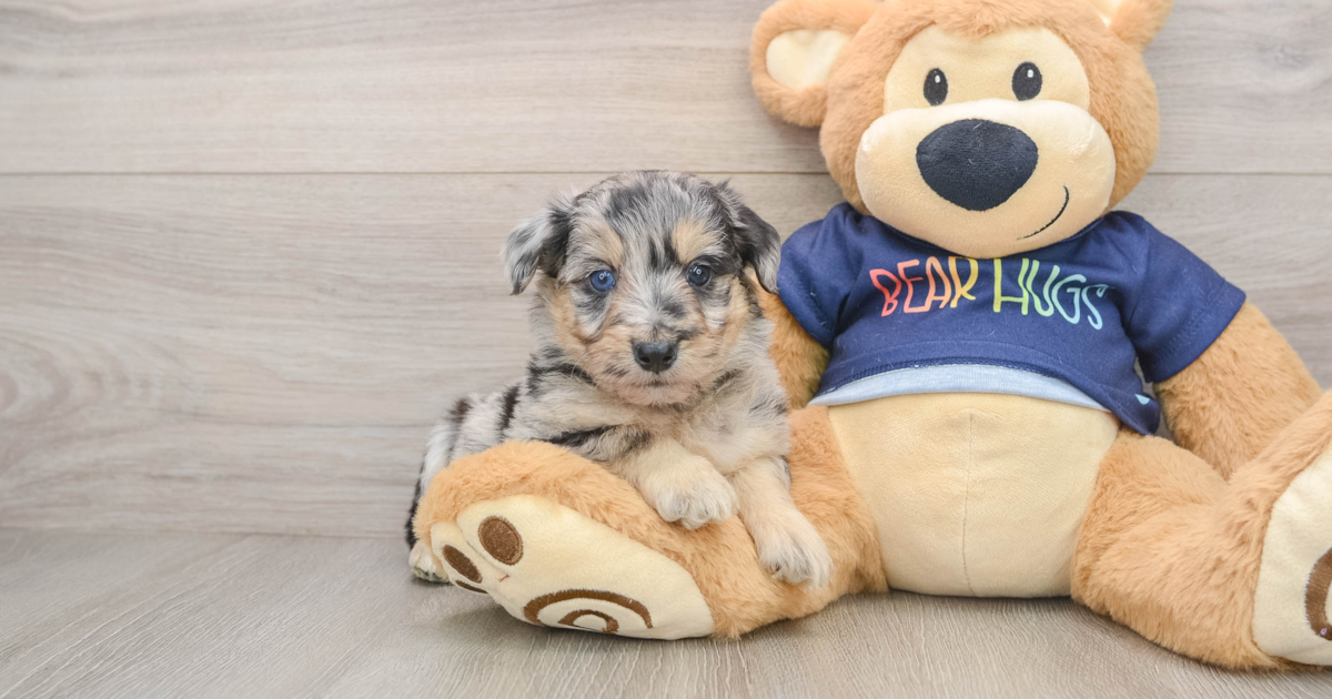 Mini Aussiedoodle Grayson: 2lb 14oz Doodle Puppy