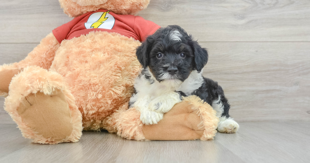 Adorable Mini Aussiedoodle Gunner: 6lb 1oz Doodle Puppy