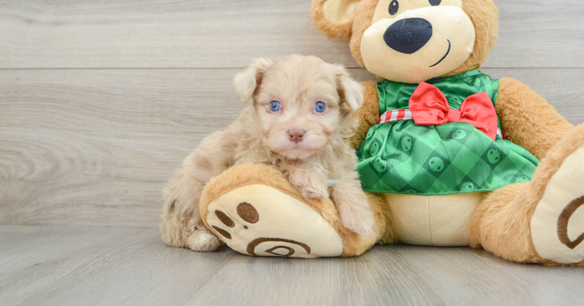 Cute Mini Aussiedoodle Gunner: 3lb 8oz Doodle Puppy